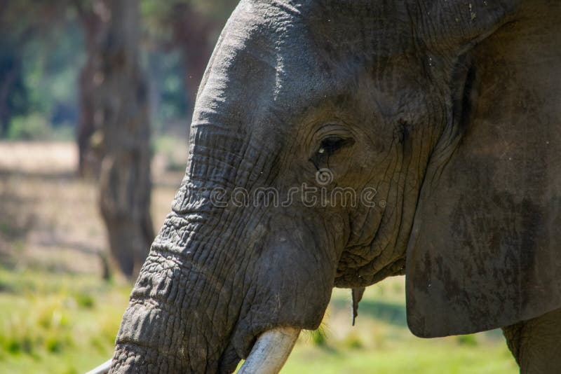 Amazing Close Up of the Face of a Huge Elephant Moving in the Waters of ...