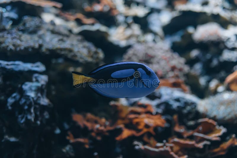 Amazing Close Up of Fish in the Oceanarium Stock Photo - Image of ...