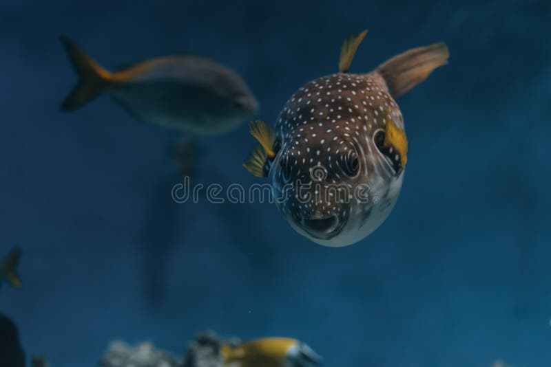 Amazing Close Up of Fish in the Oceanarium Stock Image - Image of ...