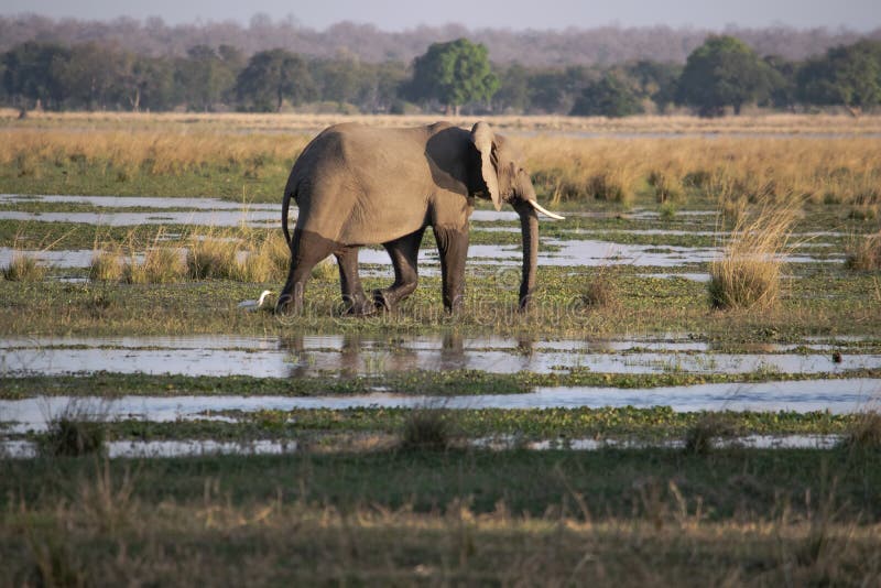 Amazing Close Up of a Huge Elephant Moving in the Waters of an African ...