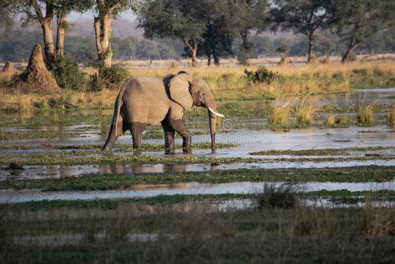 Amazing Close Up of a Huge Elephant Moving in the Waters of an African ...