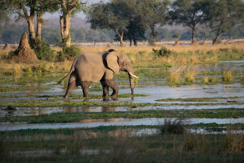 Amazing Close Up of a Huge Elephant Moving in the Waters of an African ...