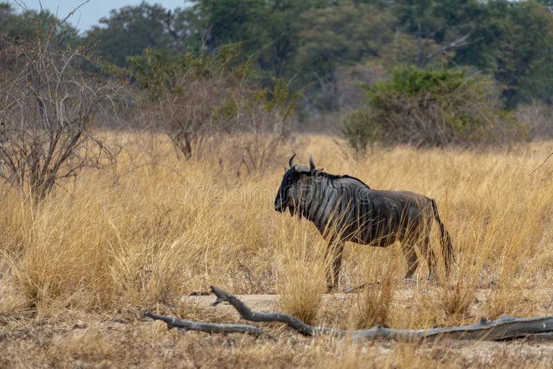 Amazing Close Up of a Isolated Wildebeest Moving in the Bush Stock ...