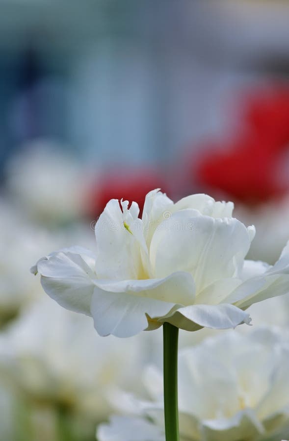 Amazing Close Up of White Tulip, Vertical Stock Image - Image of blue ...