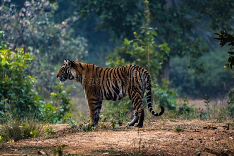 Amazing Closeup of a Beautiful Wild Tiger Stock Photo - Image of ...