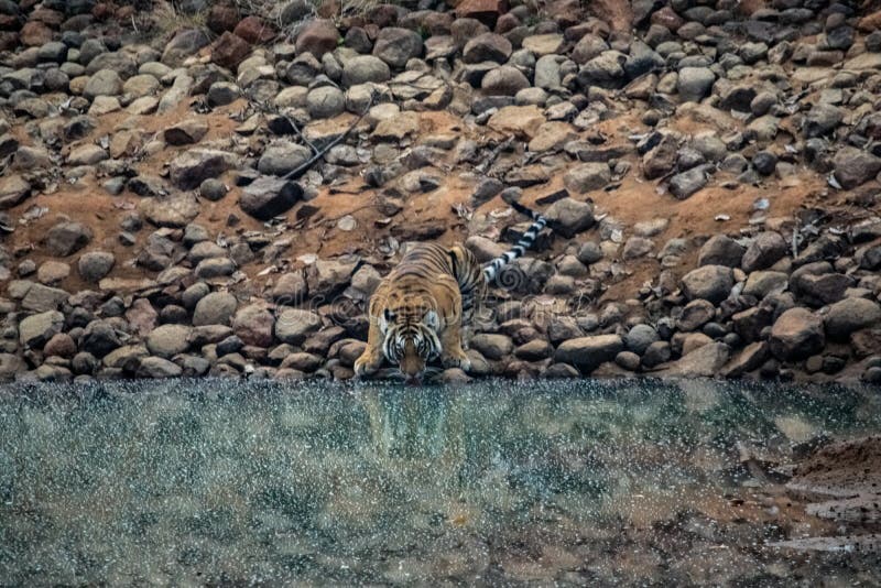 Amazing Closeup of a Beautiful Wild Tiger Stock Photo - Image of feline ...