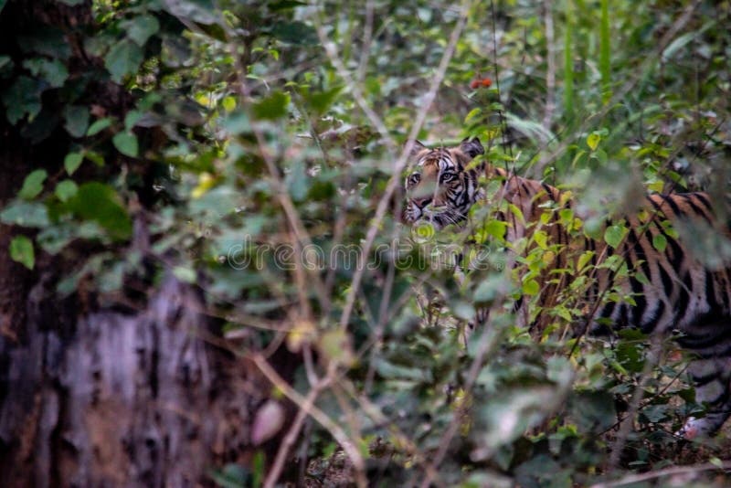 Amazing Closeup of a Beautiful Wild Tiger Stock Photo - Image of danger ...