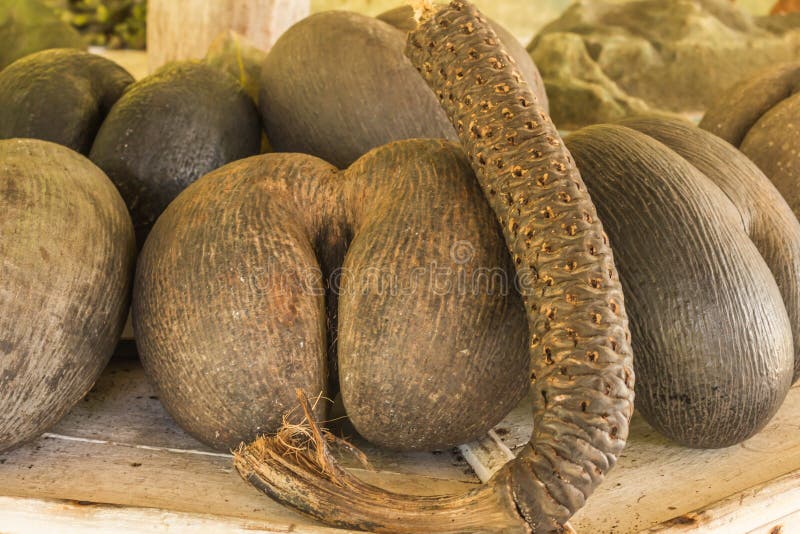 Amazing Coconuts of Seychelles. Coco De Mer Stock Image - Image of ...