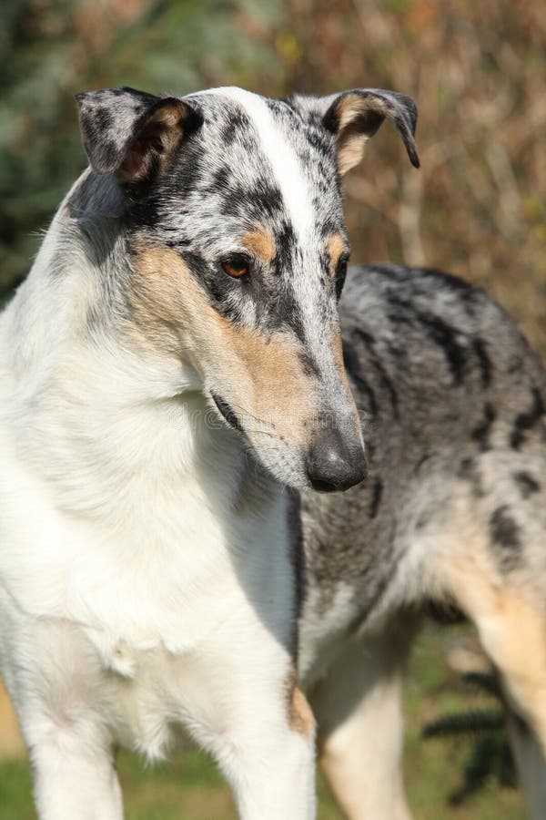 Amazing Collie Smooth in the Garden Stock Photo - Image of calmness ...
