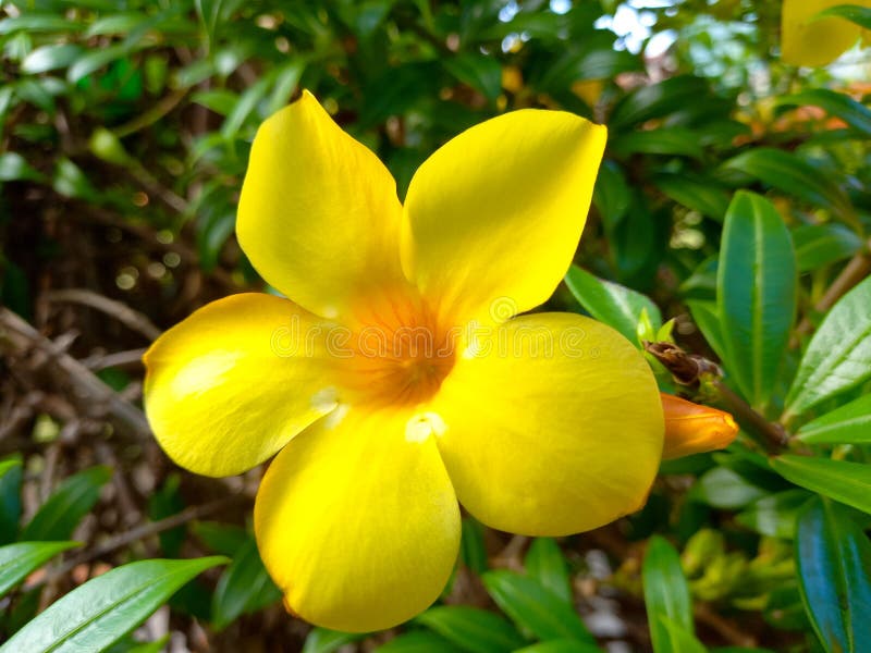 Amazing Color Flower, Yellow Color Flower Stock Photo - Image of color ...