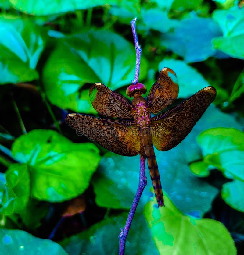 The Amazing Colour of Dragonfly Stock Image - Image of amazing, nature ...