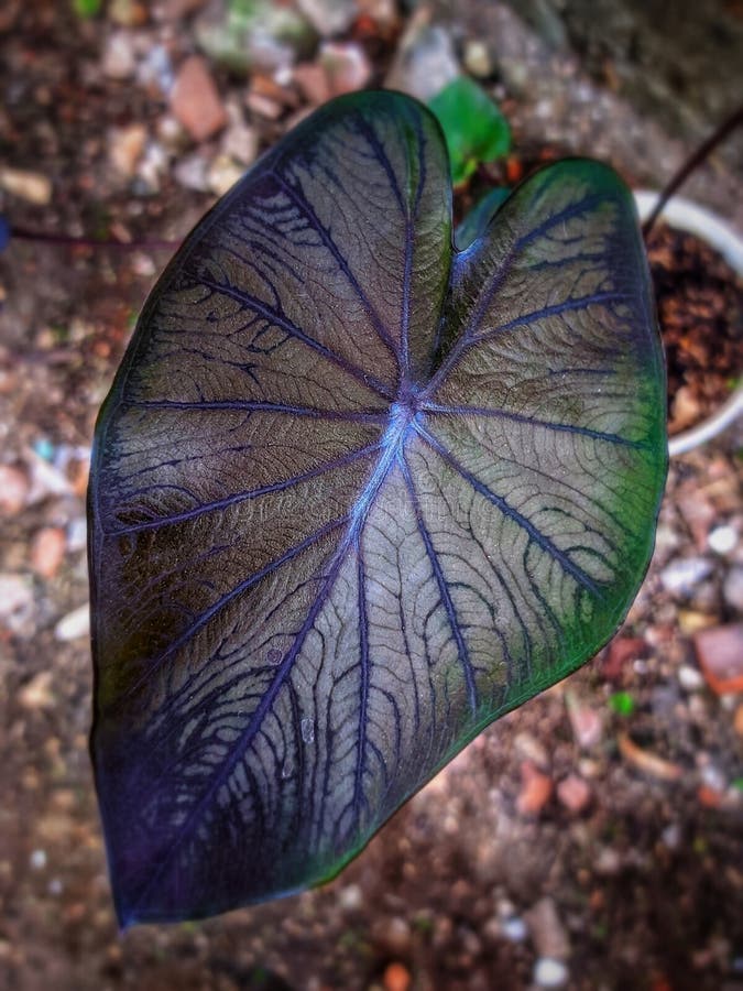 Amazing Colour a New Caladium Leaf Stock Image - Image of caladium ...