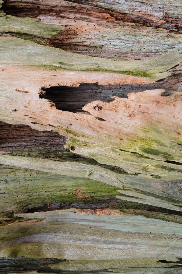 Tree Bark with Colour and Texture. Stock Photo - Image of patterned ...
