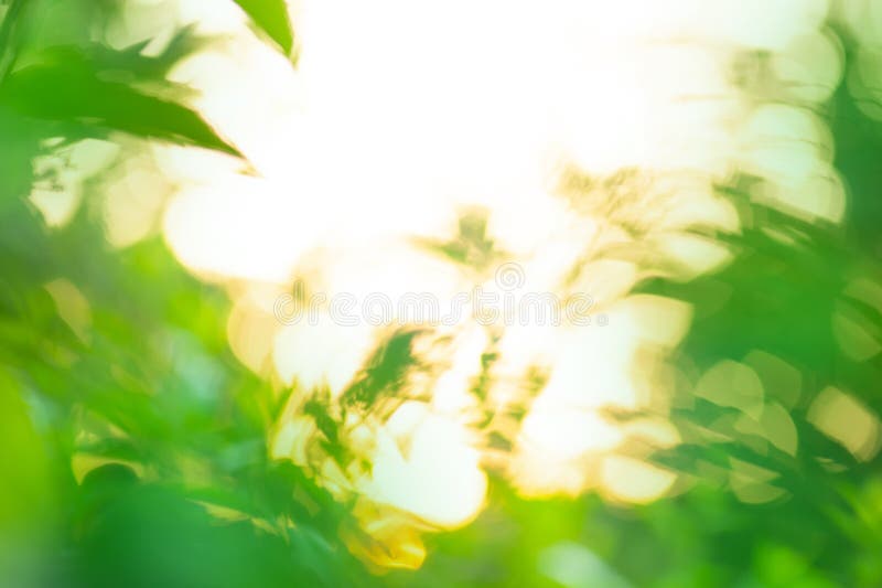 Amazing Colourful Green Bokeh Blur Soft Focus Background Stock Image ...