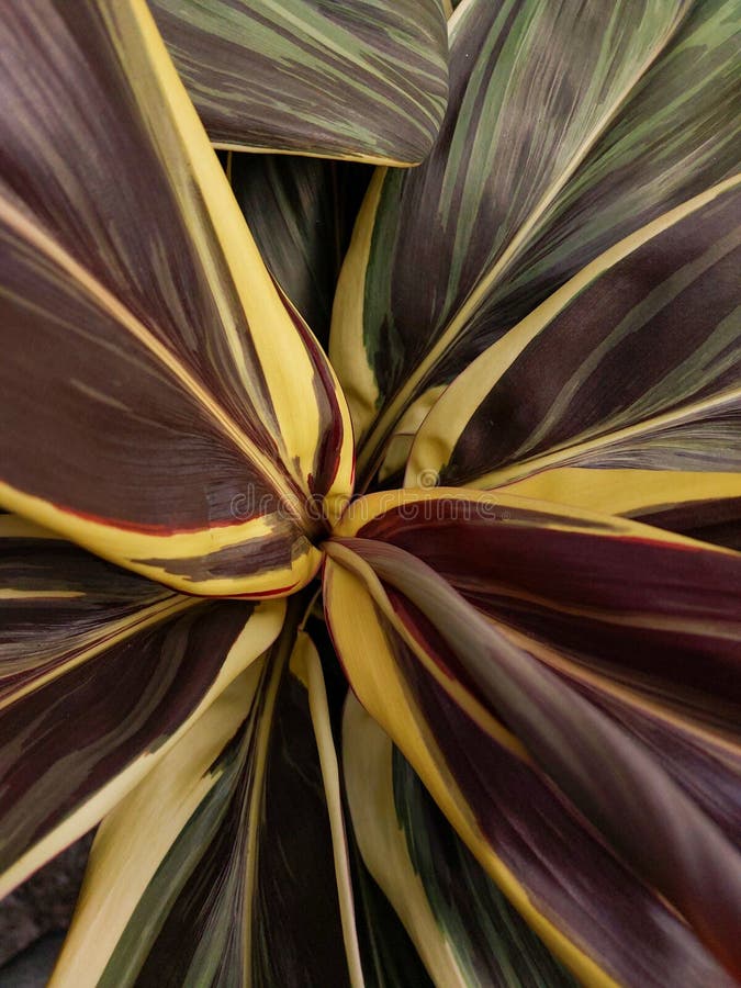 Amazing Colourful Pattern of Tropical Flowers for Background Stock ...