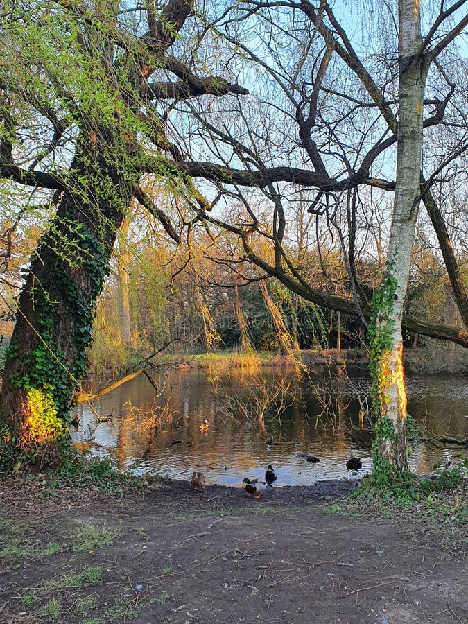 Amazing Colours by Sunset in the Pond Stock Photo - Image of reflection ...