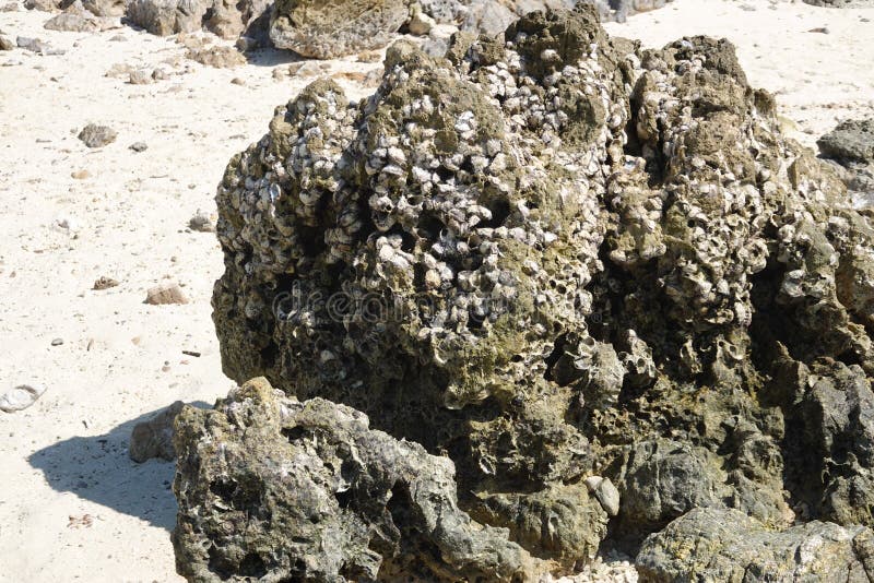 Close Up Rocks and Pebbles on the Sandy Beach Stock Photo - Image of ...