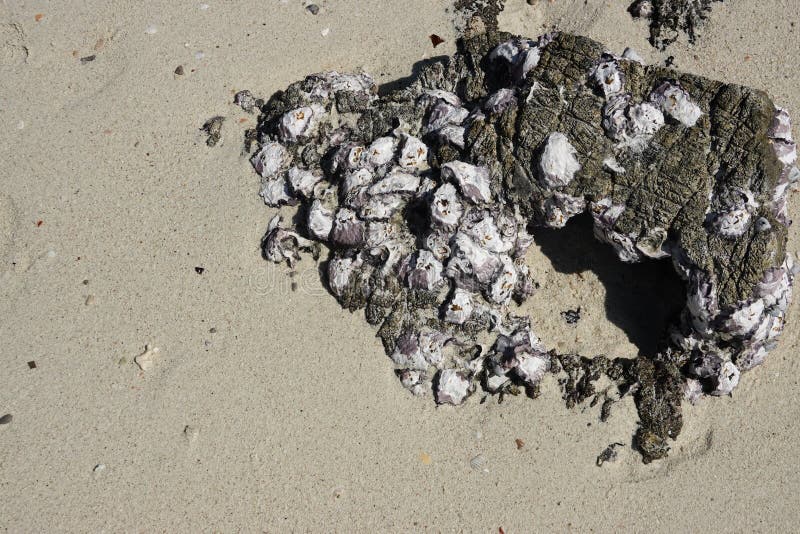 Close Up Rocks and Pebbles on the Sandy Beach Stock Image - Image of ...