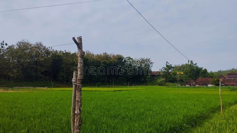 Amazing Community Rice Field in Indonesia Stock Image - Image of field ...