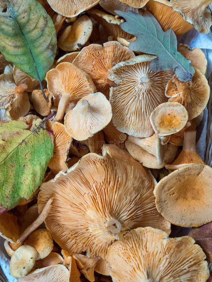 Amazing Composition of Fresh Forest Fungi Decorated with Different ...