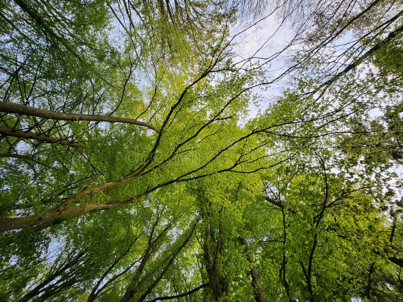 Amazing Composition of the Trees Hugging Above People. Green Tall Trees ...