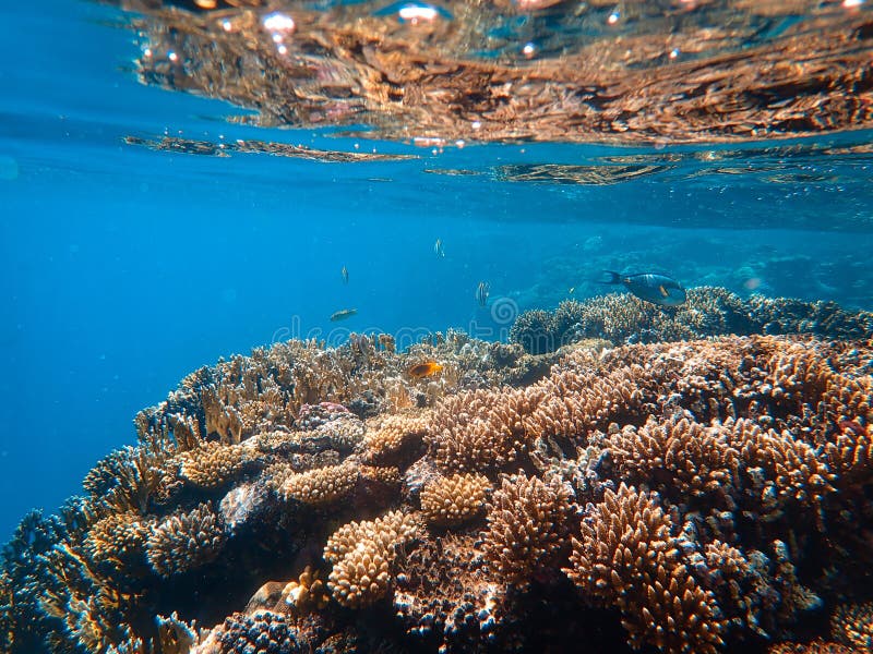 Amazing Corals and Some Fish Swimming Around at the Bottom of the Sea ...