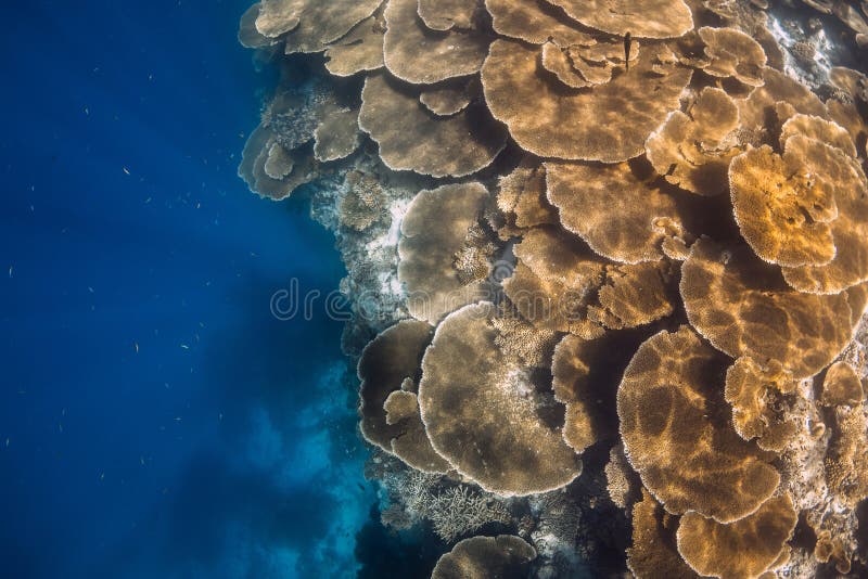 Amazing Corals Underwater in Clear Ocean in Maldives Stock Image ...