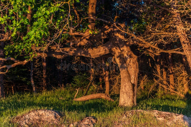 Amazing Crooked Tree in the Forest at Sunrise Stock Photo - Image of ...