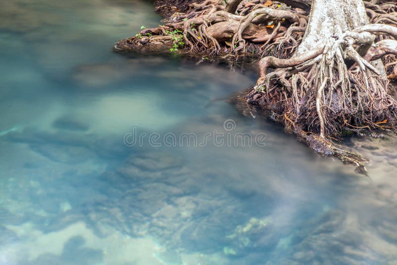 Amazing Crystal Clear Emerald Canal with Mangrove Forest Thapom Stock ...