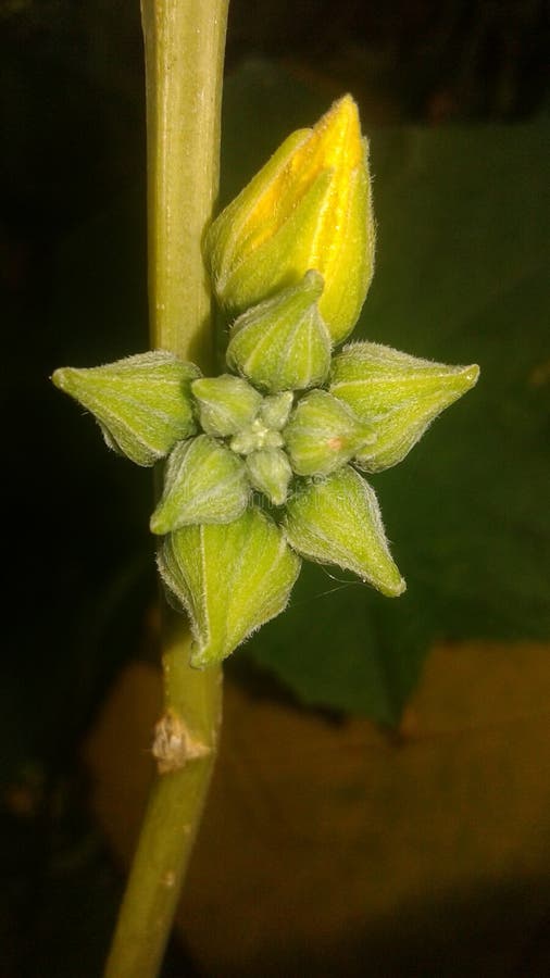 Amazing Cucurbit flower. stock image. Image of nature - 209507305