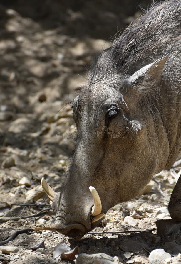 Amazing Curled Tusks on the Snout of a Warthog Stock Photo - Image of ...