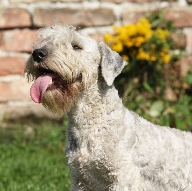 Amazing Czech Terrier Standing on the Grass Stock Image - Image of ...
