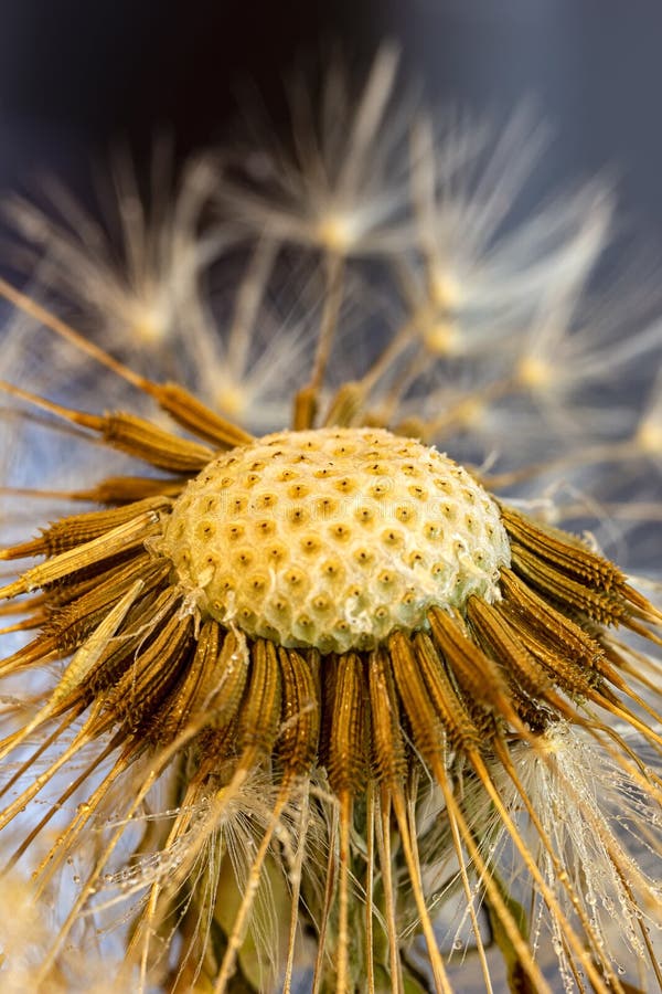 Amazing Dandelion Head Close Up Stock Photo - Image of dead, peaceful ...