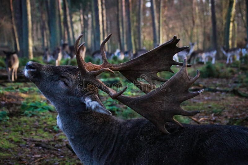 Amazing deer in nature stock image. Image of park, national - 238534431