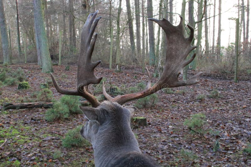 Amazing deer in nature stock image. Image of horm, sweden - 238535017