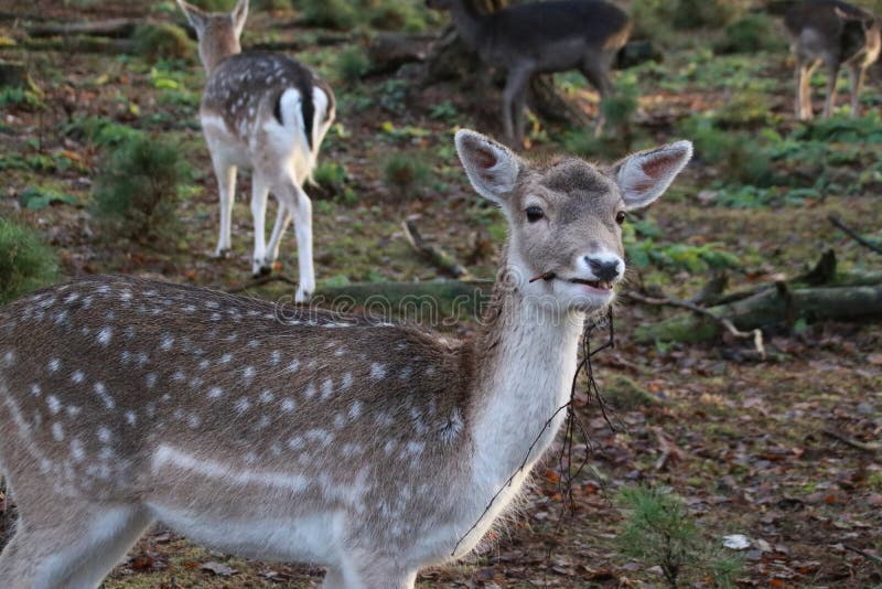 Amazing deer in nature stock photo. Image of natural - 238535046