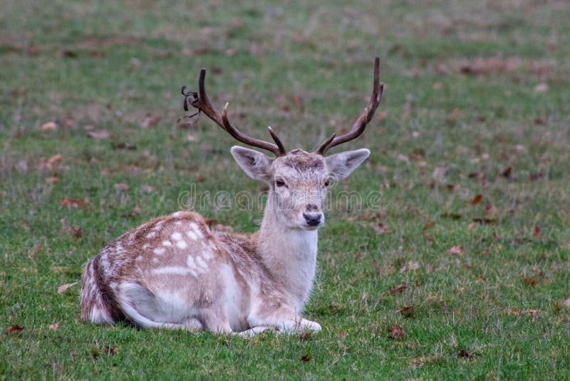 Amazing Deer - Stag in the Forest Stock Image - Image of color ...