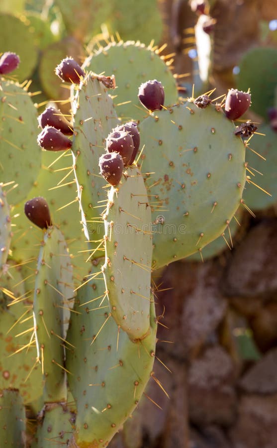 Amazing Desert Cactus Garden with Multiple Types of Cactus in Las Vegas ...