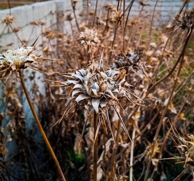 Amazing Design of Dry Flower in Summer Stock Photo - Image of summer ...