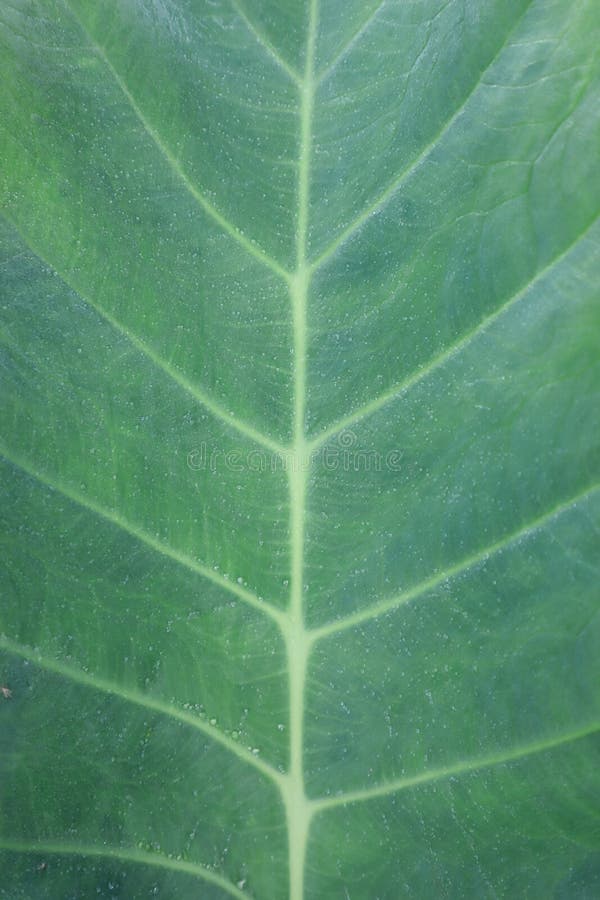 An Amazing Detail of Leaf Surface with Droplets on the Top Stock Image ...