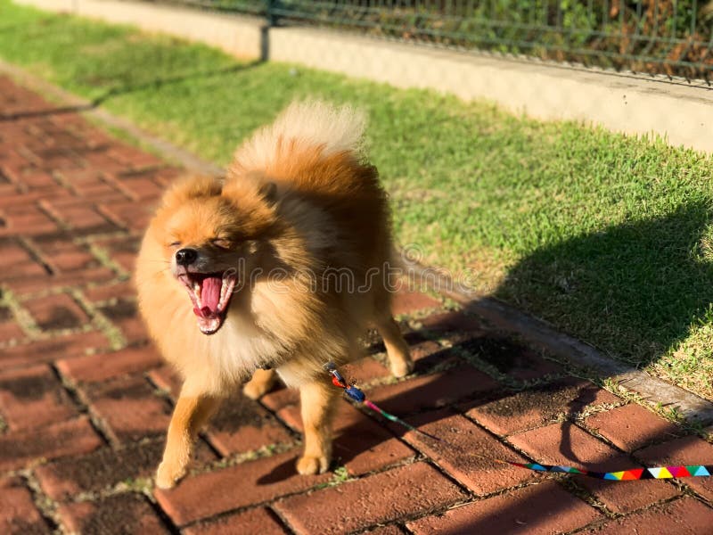 Amazing Dog, Docile and Companion Stock Photo - Image of cachorro ...