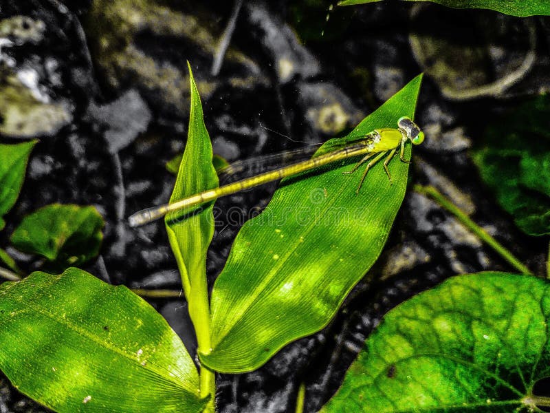 Amazing Dragonfly and Nature Stock Photo - Image of green, dragonfly ...