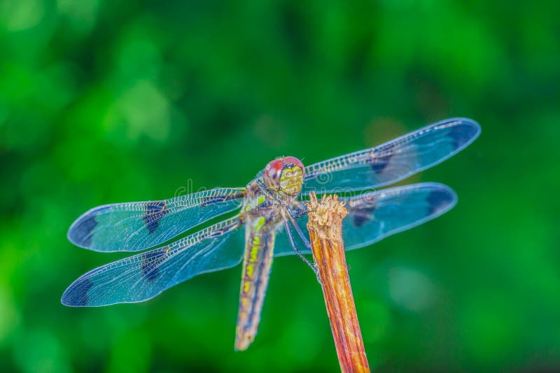 An amazing dragonfly stock image. Image of flap, europe - 39163231