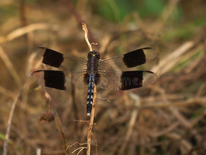 Amazing Dragonfly Wings with Black Stripes Stock Image - Image of cuba ...