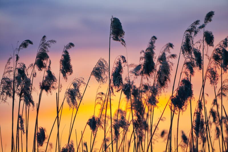 Amazing Dried Reed on a Background Sunset Stock Image - Image of frame ...