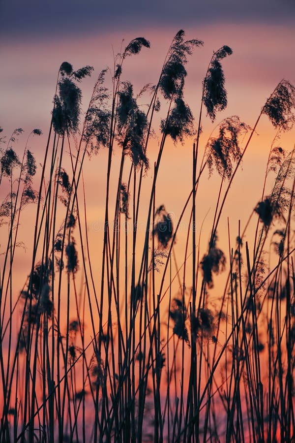 Amazing Dried Reed on a Background Sunset Stock Image - Image of warm ...