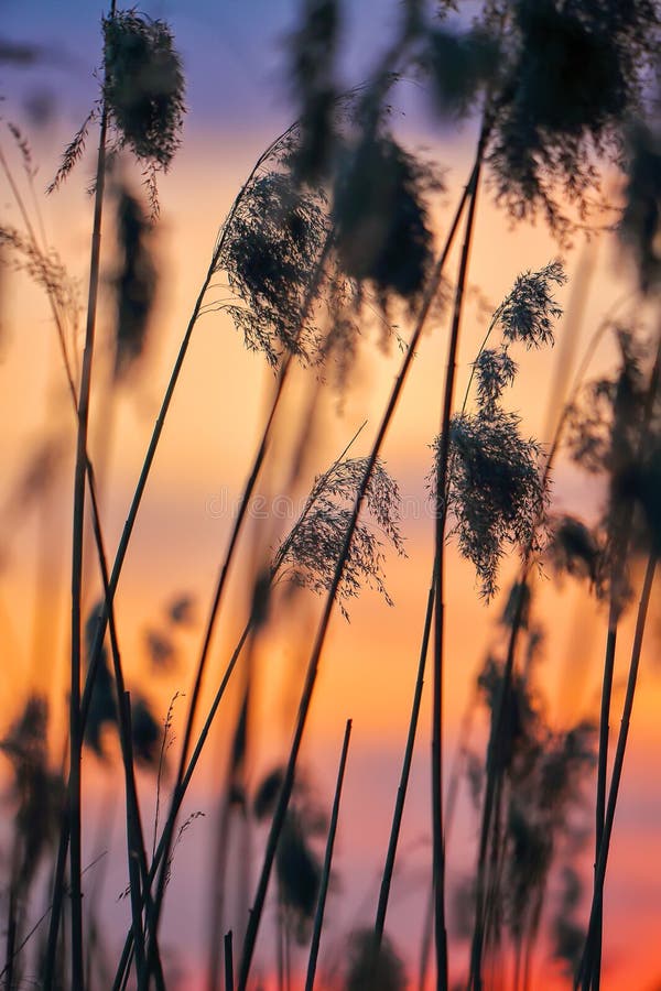 Amazing Dried Reed on a Background Sunset Stock Photo - Image of bright ...