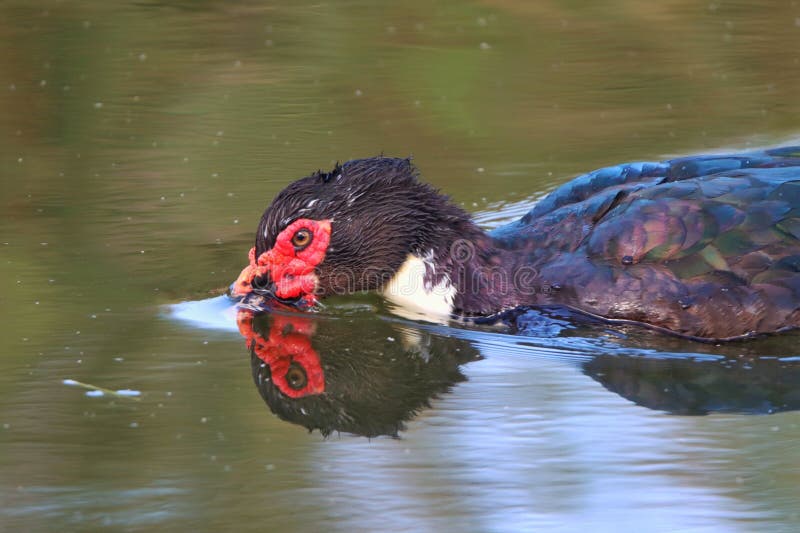 Amazing Duck Swimming in the River Stock Photo - Image of amazing, duck ...