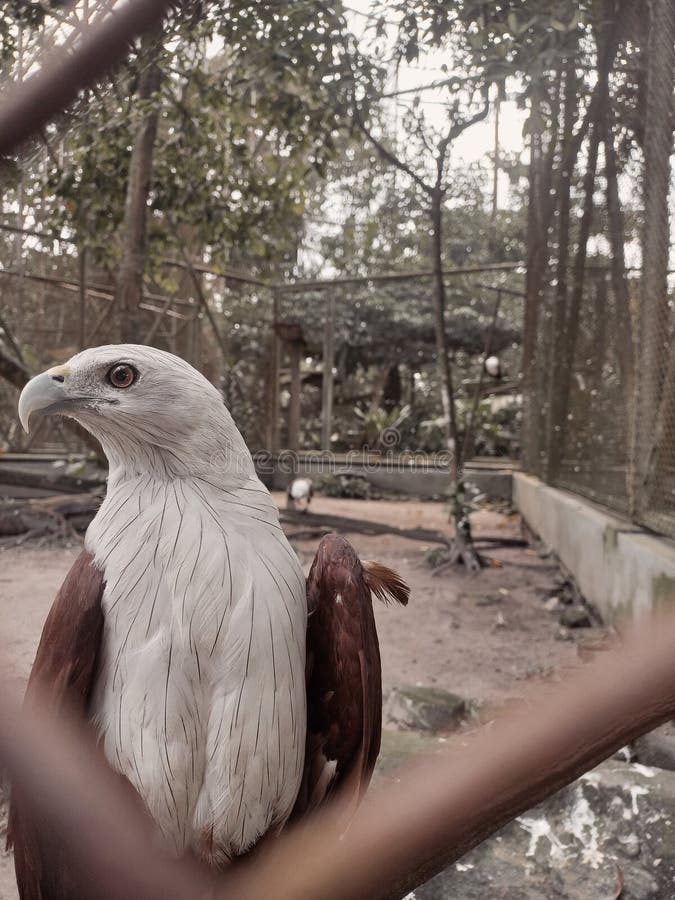 Amazing eagle stock image. Image of love, amazing, eagle - 269394137