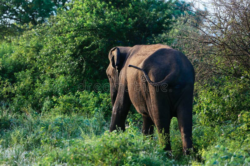 Amazing elephants. stock photo. Image of mammal, tourism - 109109938
